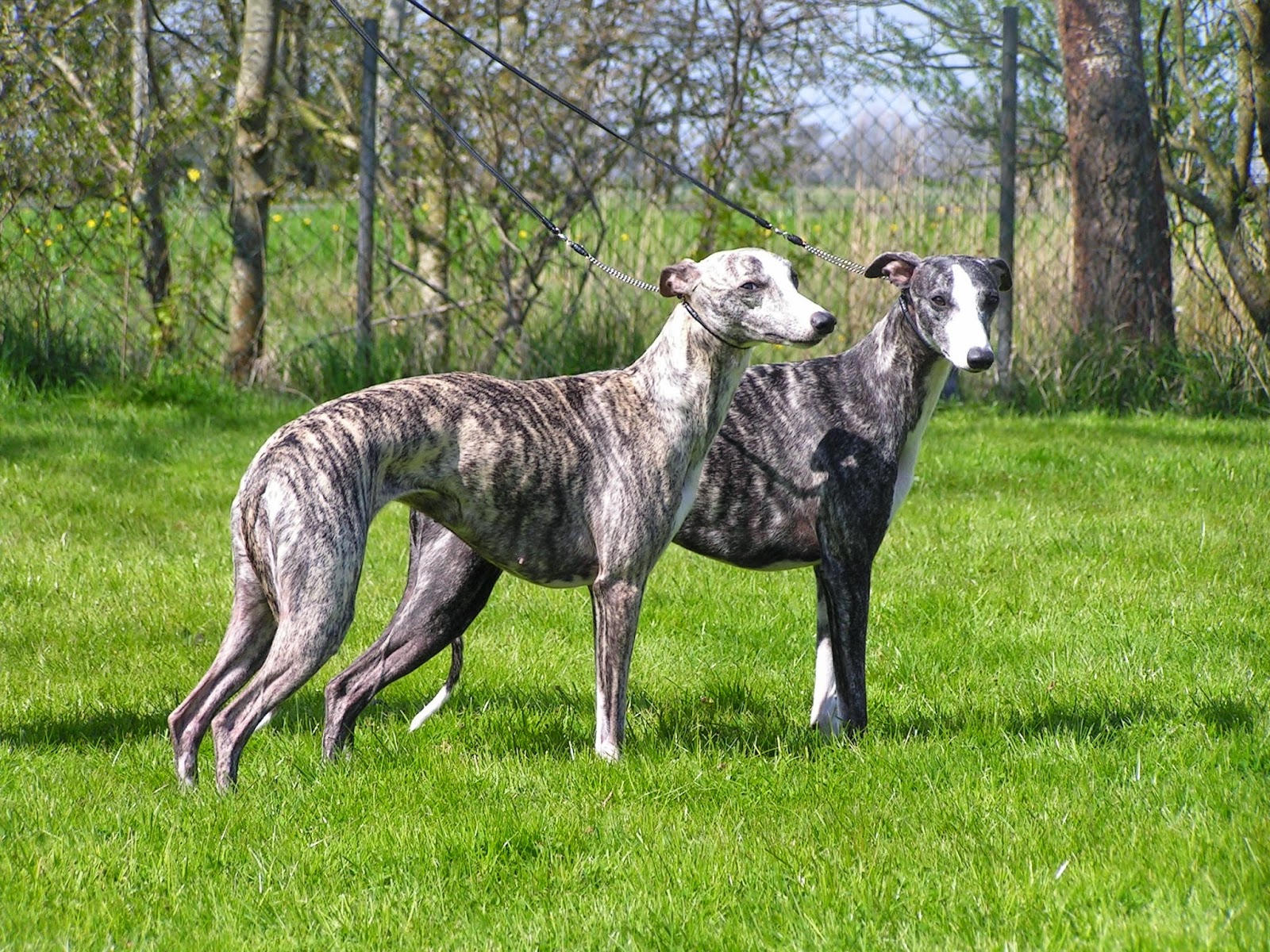 Whippets High on Emotion: Lola - Best in Show in Hoope