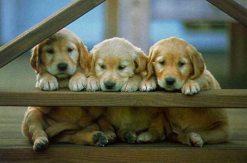 Fotos Fofas: Cachorrinhos!!