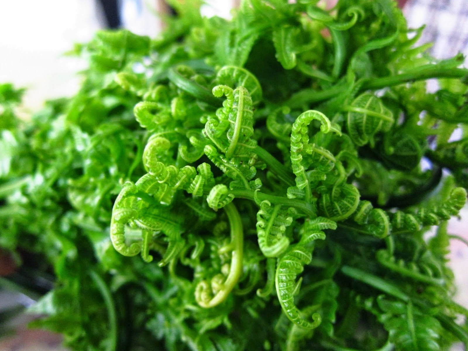 My Sweet Home: Keluban Pucuk Paku dan Taugeh