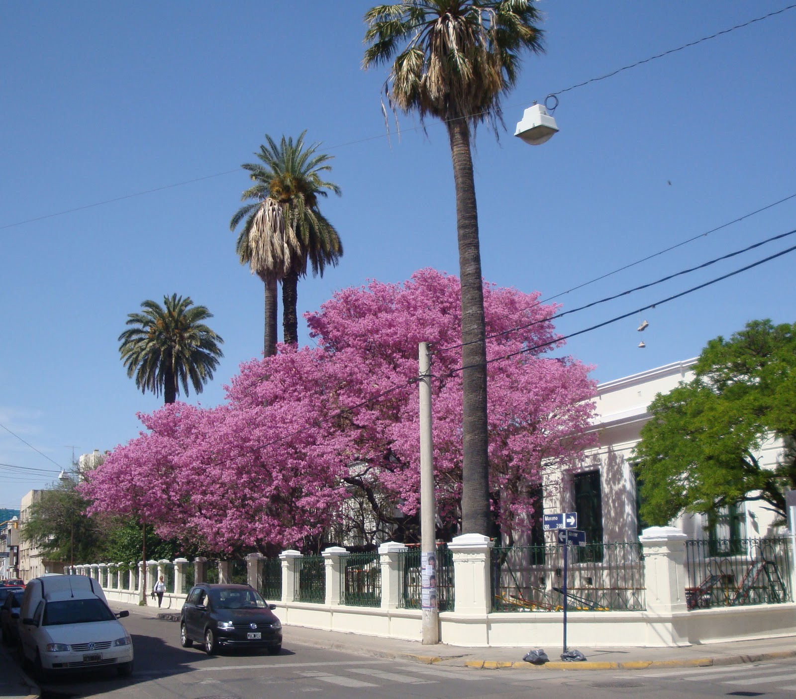 CIUDADANOS AUTOCONVOCADOS DE RIO CUARTO: Locura de lapacho rosa