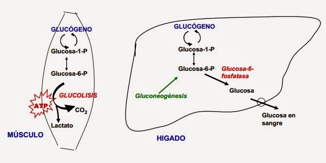 Masqueentrenar: Glucógeno y rendimiento. Estrategias para aumentar sus ...