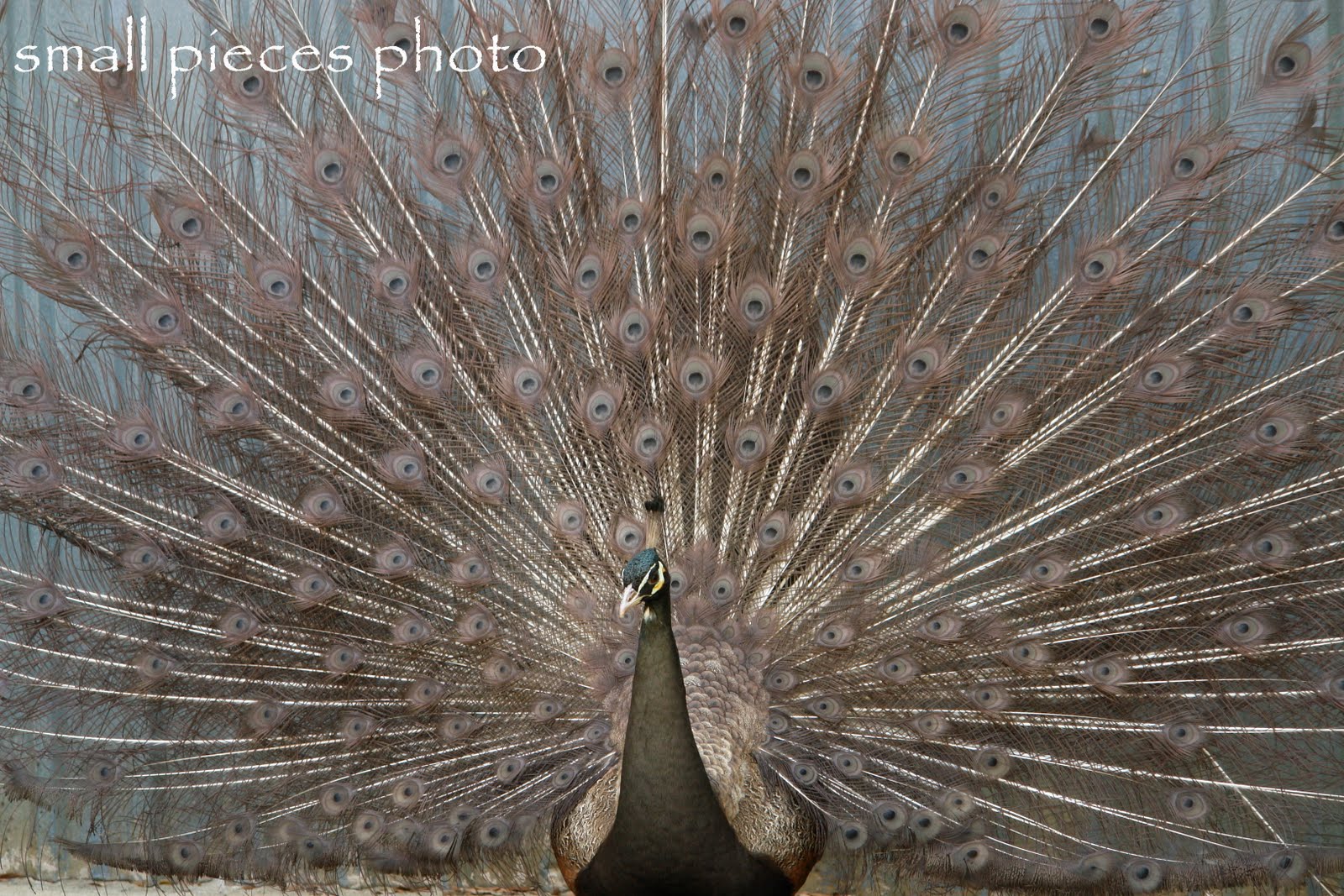 Behind the Small Pieces: World, Meet the P-birds