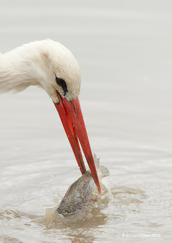 Wildlife Photographic Journals: July 2012