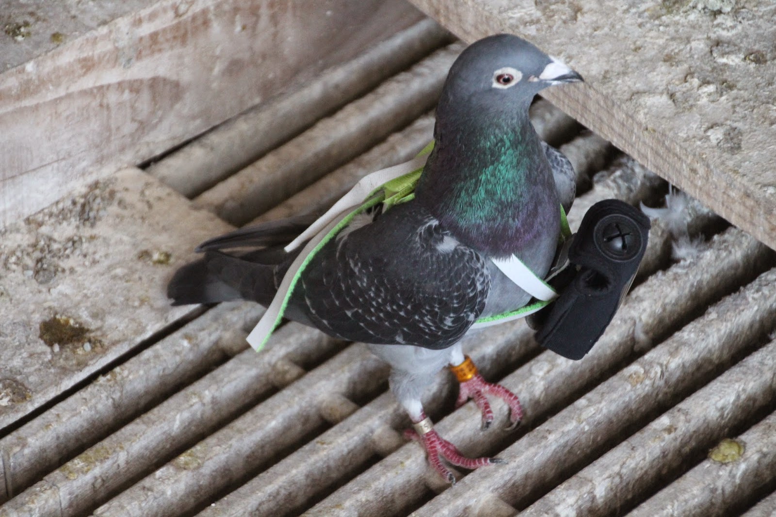 Elevage de pigeons voyageurs pour les concours de fond des meilleures origines actuelles.: Le ...