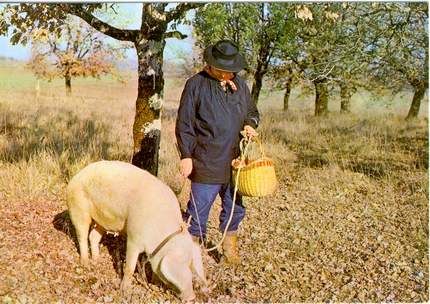 The French Touch: A la découverte des Truffes