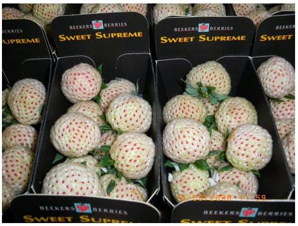 Pineberry | O Morango Branco e Sabor de Abacaxi (Morango Abacaxi)
