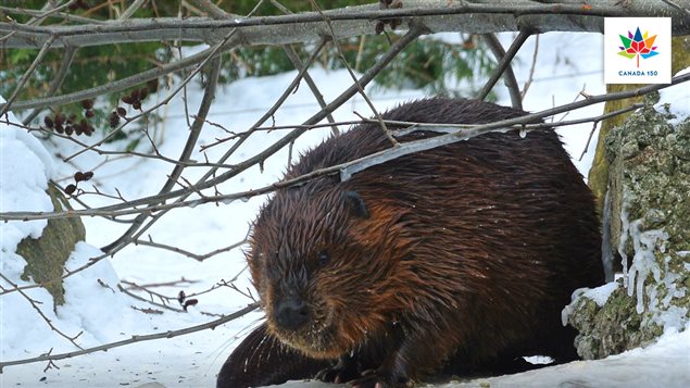 El Cañero: En honor al 150 aniversario de Canadá, la Universidad de ...