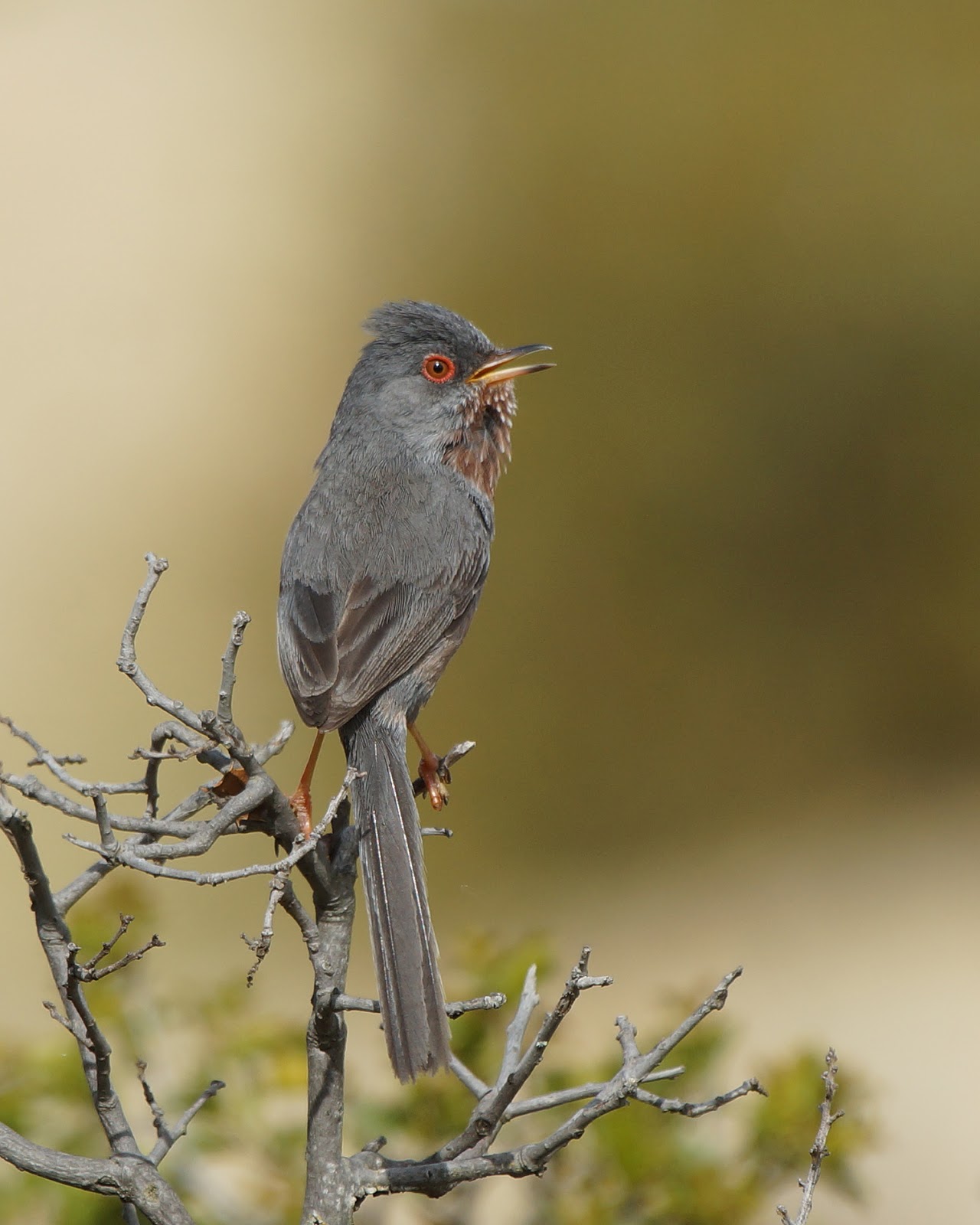 Pasión por las aves: Curruca rabilarga.(Sylvia undata)