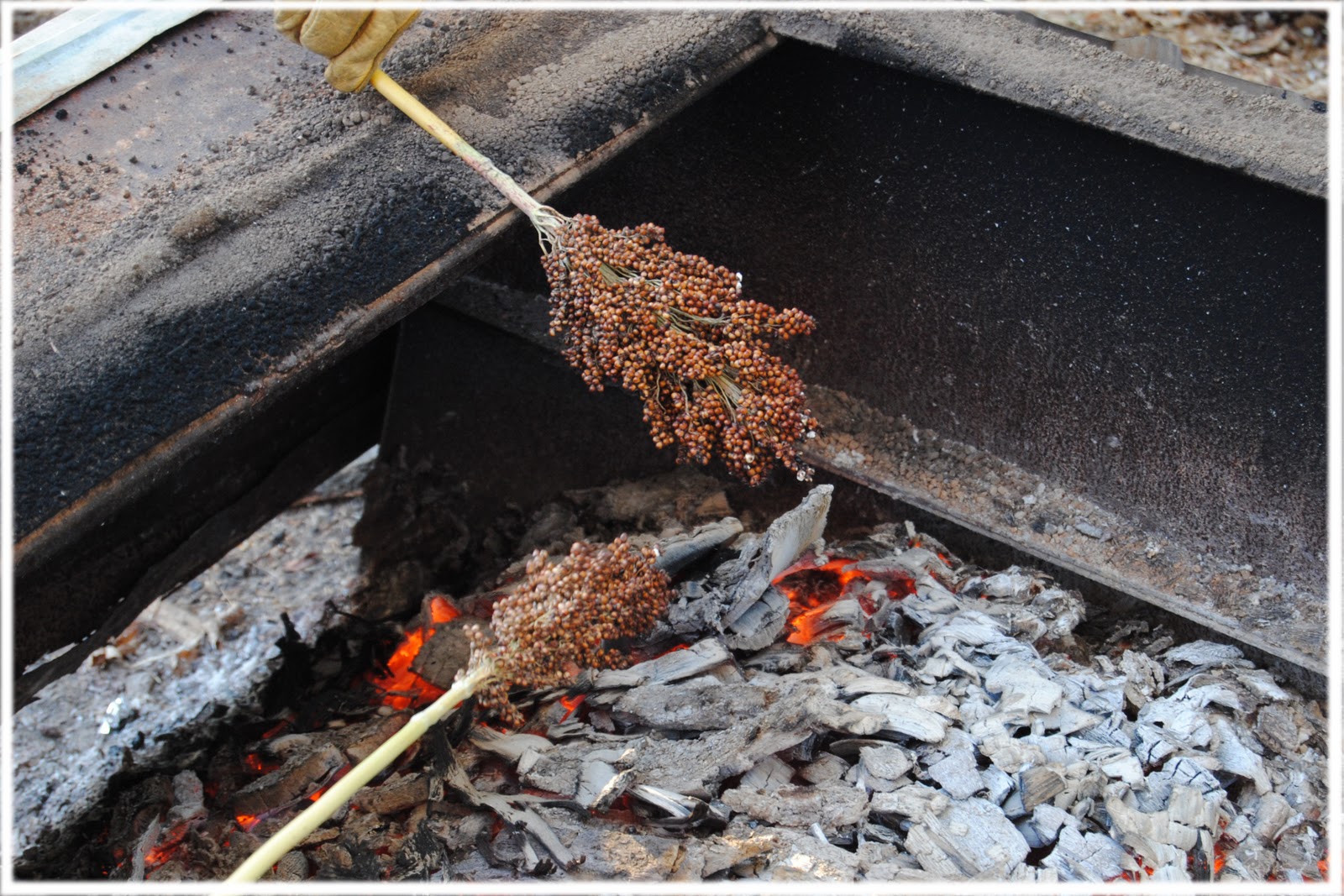Butterfly Hill Farm: Popped Sorghum Grain