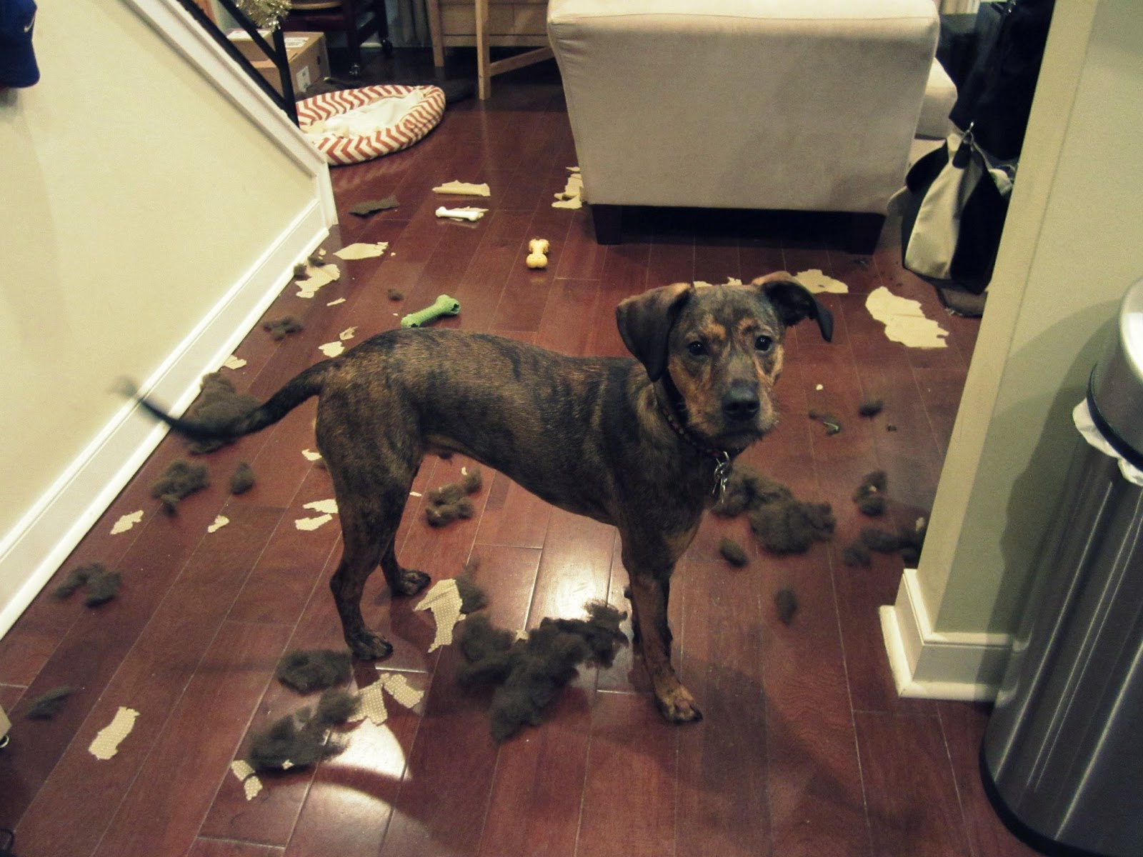 When Harry Met Shannon: Bad Dog