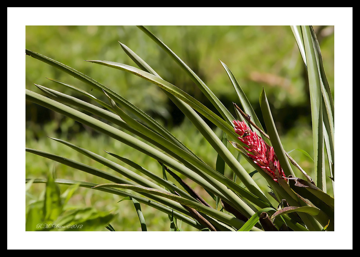 FLORA NUESTRA: Aechmea distichantha