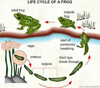 Ingat Pelajaran : Proses Metamorfosis Katak/ Kodok