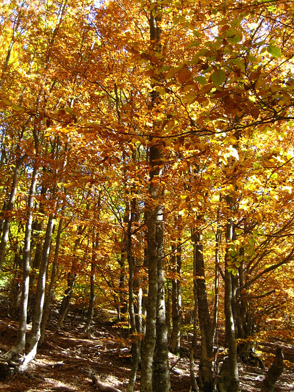 Árboles con alma: Haya. Faig. (Fagus sylvatica)