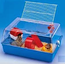 Rodent Pets | Types Small Exotic pets | Rodent Definition