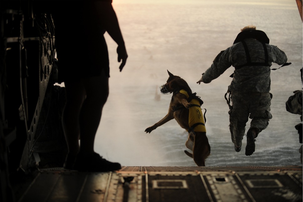 A Fish Called Grace: War Dogs Take A Bite Out Of Bin Laden