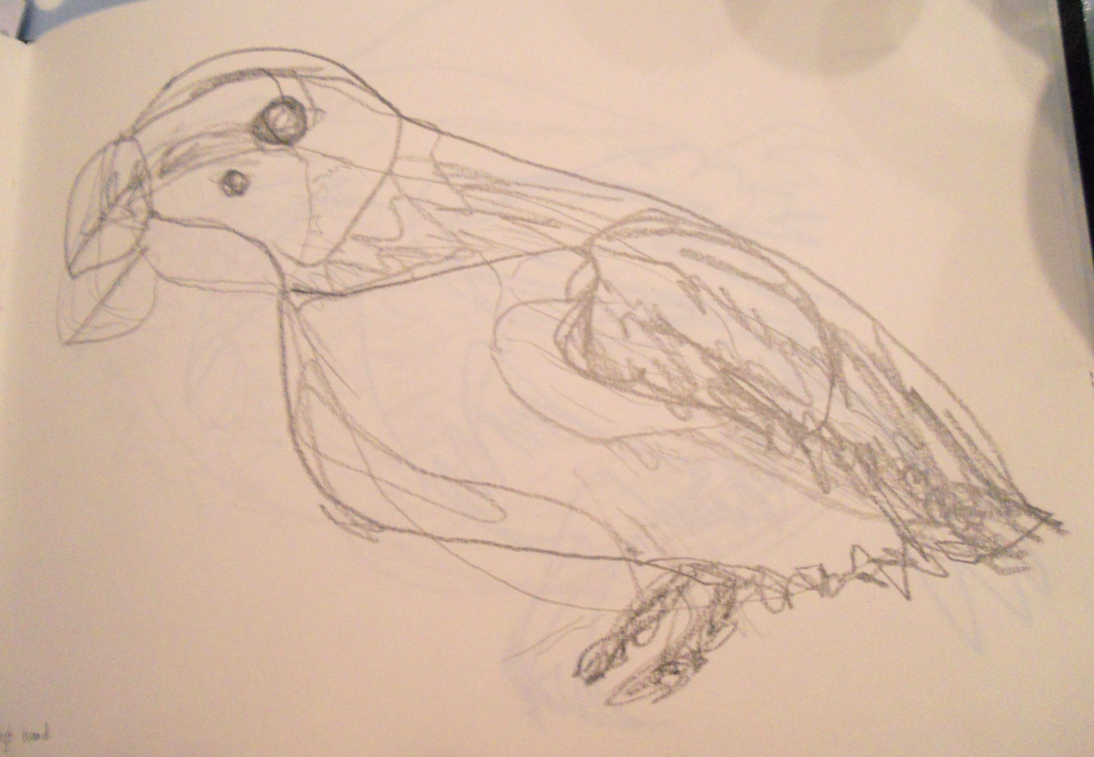 Mabel Lowman Art: Illustration: Observational bird drawings