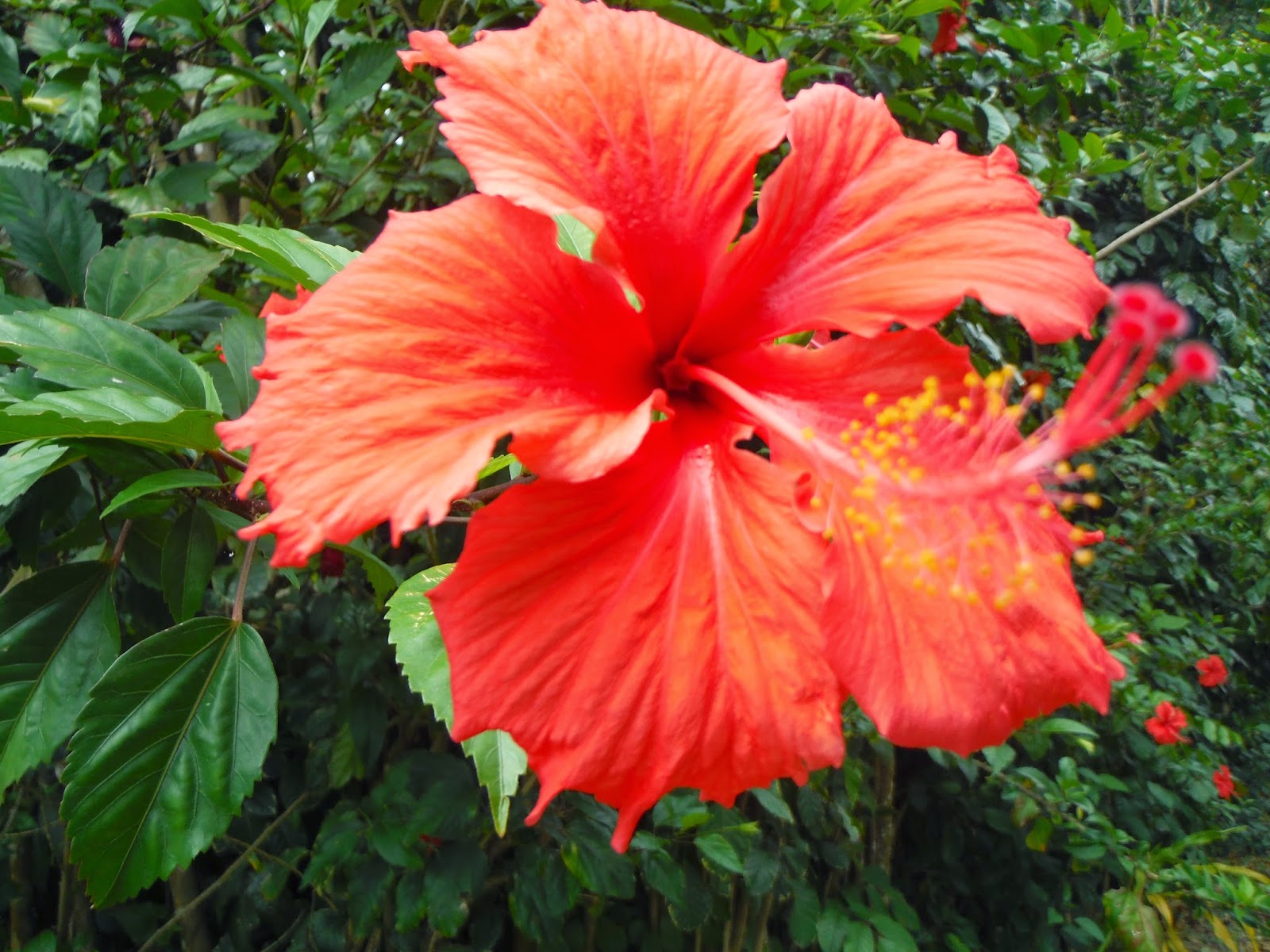 Ramirez Family: RAROTONGA, COOK ISLANDS FLORA AND FAUNA