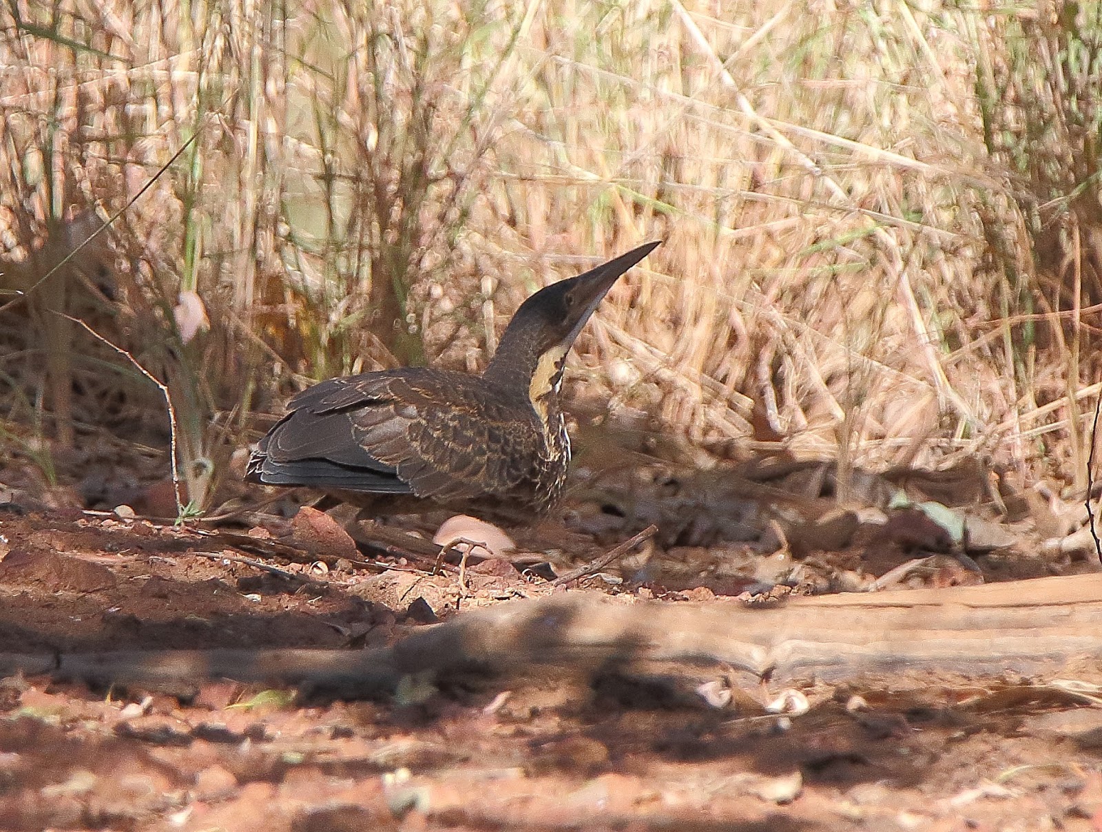 Richard Waring's Birds of Australia: A second Black Bittern experience.