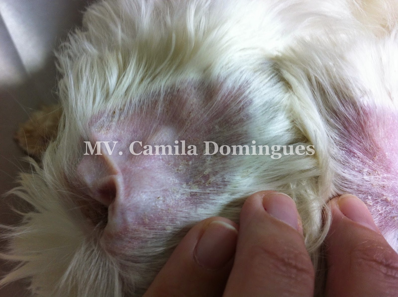 Dermatologia Veterinária: ADENITE SEBACEA