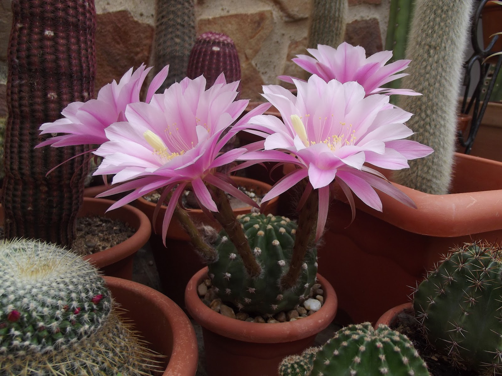 cactus y crasas: Echinopsis híbridos