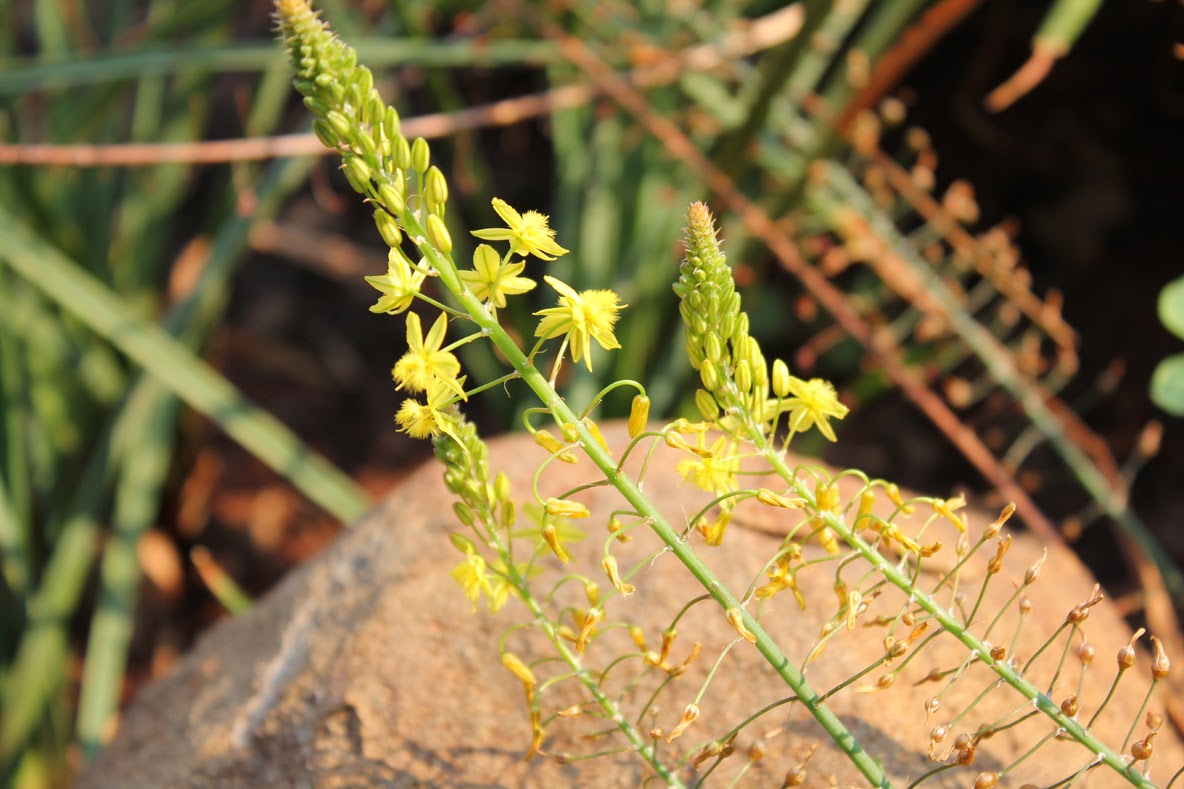 Gardening in Africa: Bulbine frutescens
