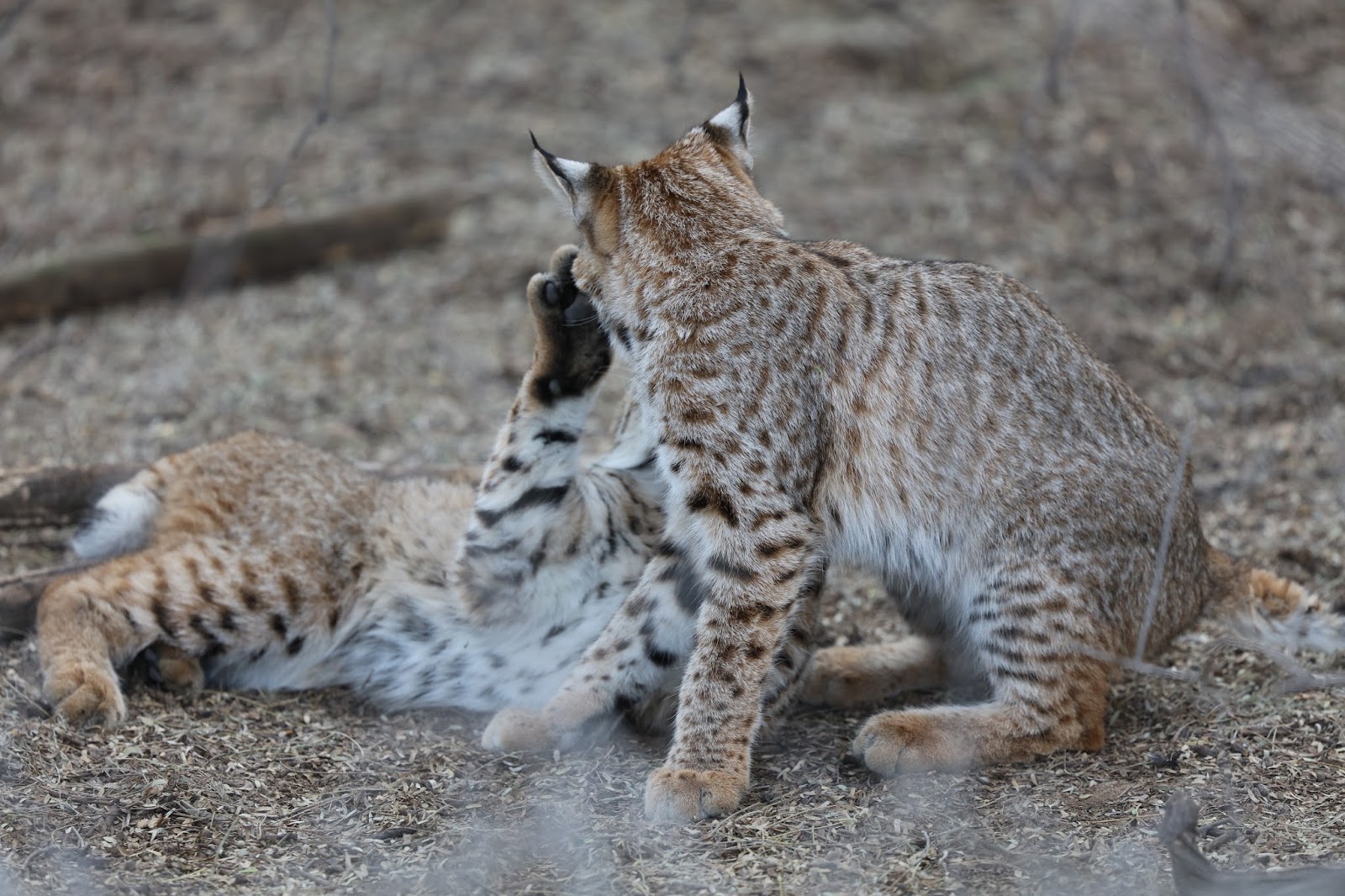 The Azure Gate: Bobcats Playing