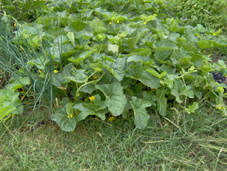 Se viene el verde!: Plantas: Ficha de Melón (Cucumis melo L.)