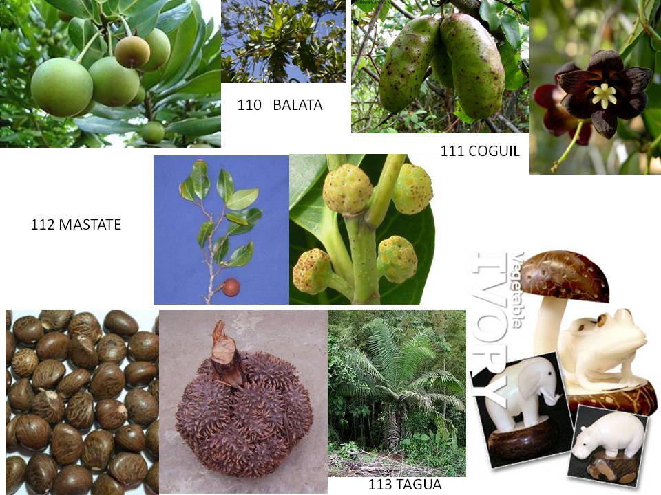 PAPÁBETO y CUCÚ: TEMAS INTERESANTES PARA BLOG 9: IV Frutas: Lección ...