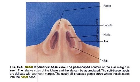 Nose Revision Surgery and Surgeons: December 2010