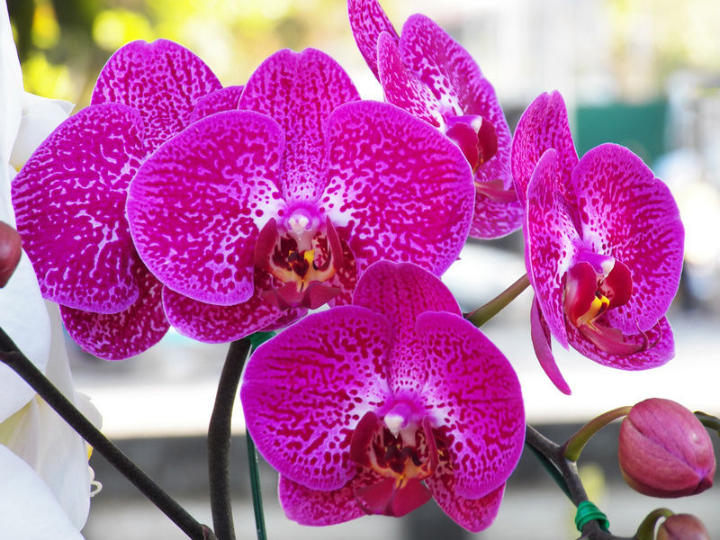 Grow and care Vanda orchid plants | Travaldo's blog
