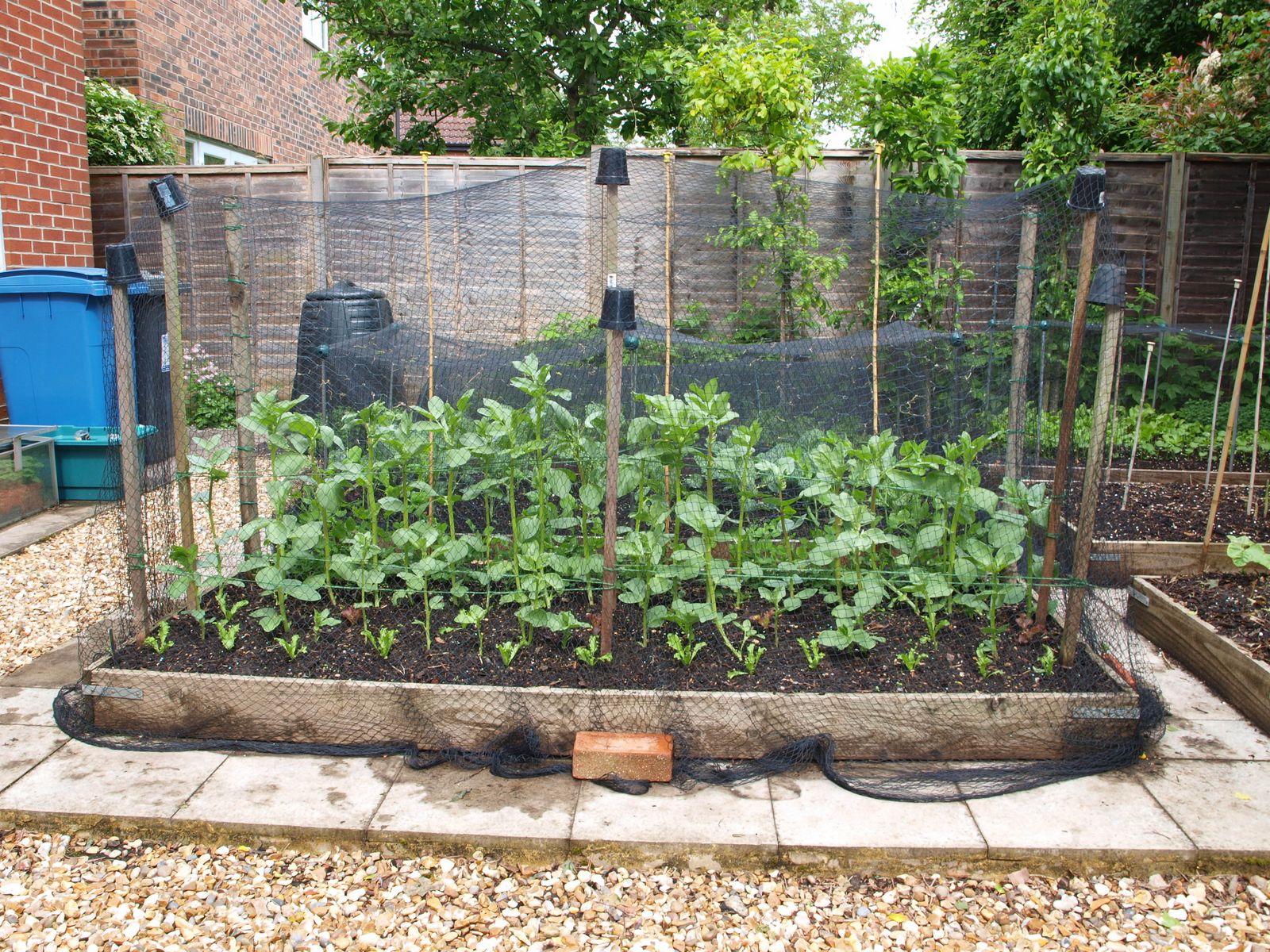 Mark's Veg Plot: Broad Bean progress report