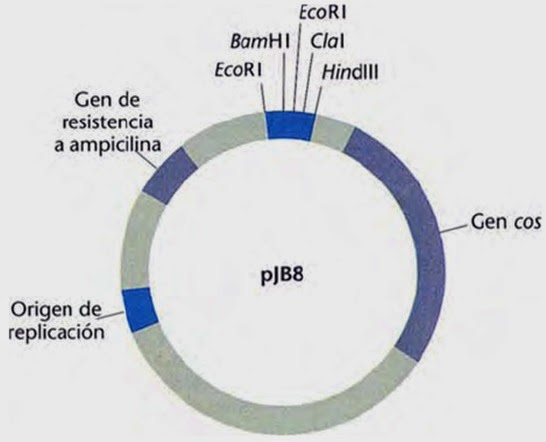 Apuntes de Biología Molecular: abril 2014