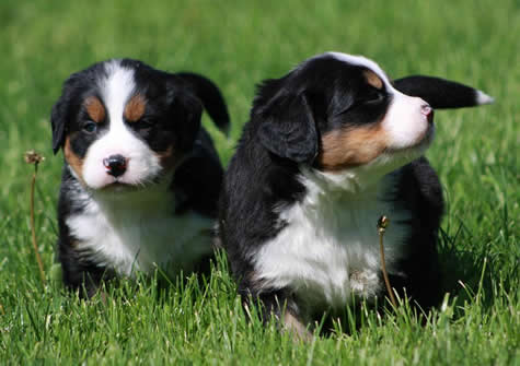 The Bernese Mountain Dog Reviews | Dog Training