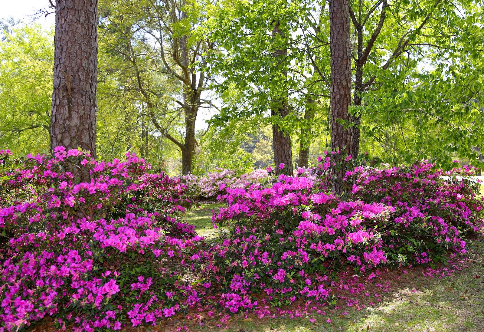 Sweet Southern Days: The Azaleas Are Blooming