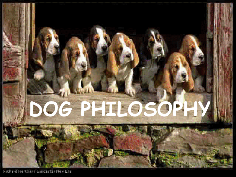 I love Egypt: DOG PHILOSOPHY