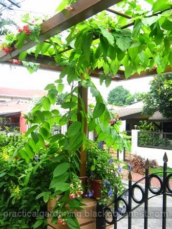 Practical Gardening: Rangoon Creeper (Quisqualis indica) Growing in an ...