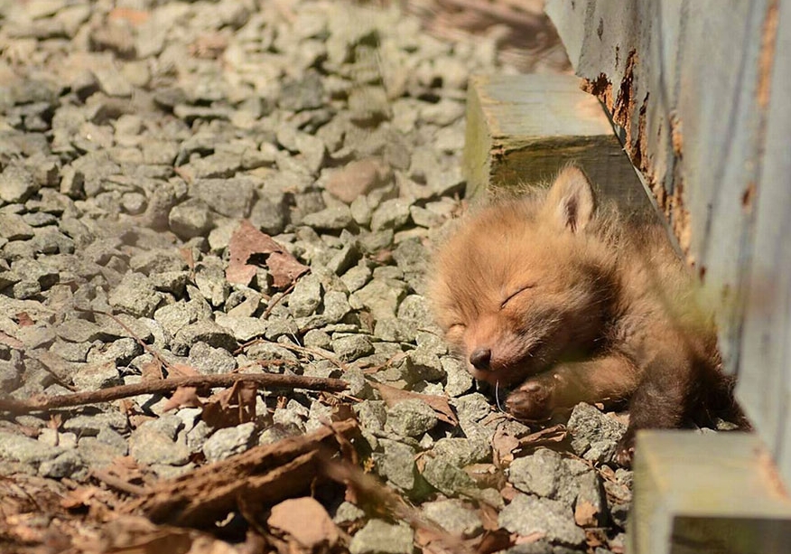White Wolf : Cute And Wild: These Adorable Baby Foxes Are Just What You ...