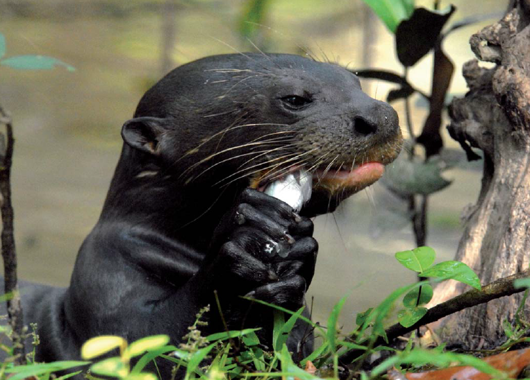 Actividades de Evaluación de flora y fauna silvestre del Perú ...