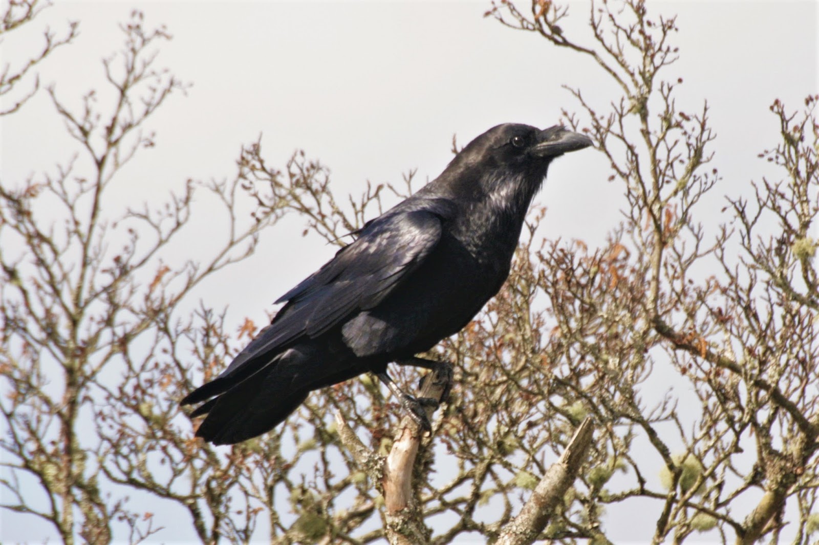 Of Esox & observations : In praise of the Raven