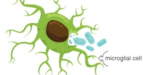 El Cerebro de Niños y Adolescentes: La Microglía