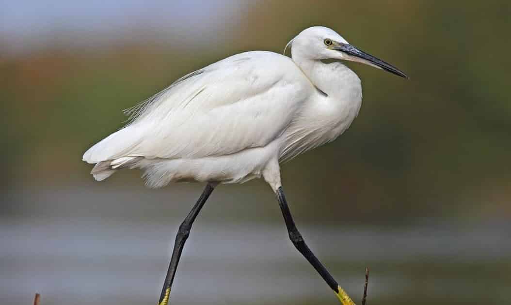 Habitat Burung Kuntul