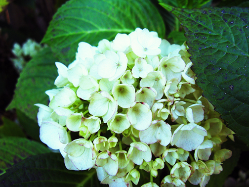 Sacred Circle Mandalas: February 2011