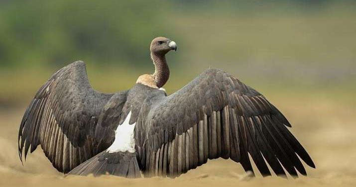 White rumped vulture