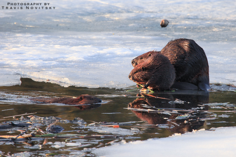 Photography by Travis Novitsky - Photo Journal: Beavers on the ice