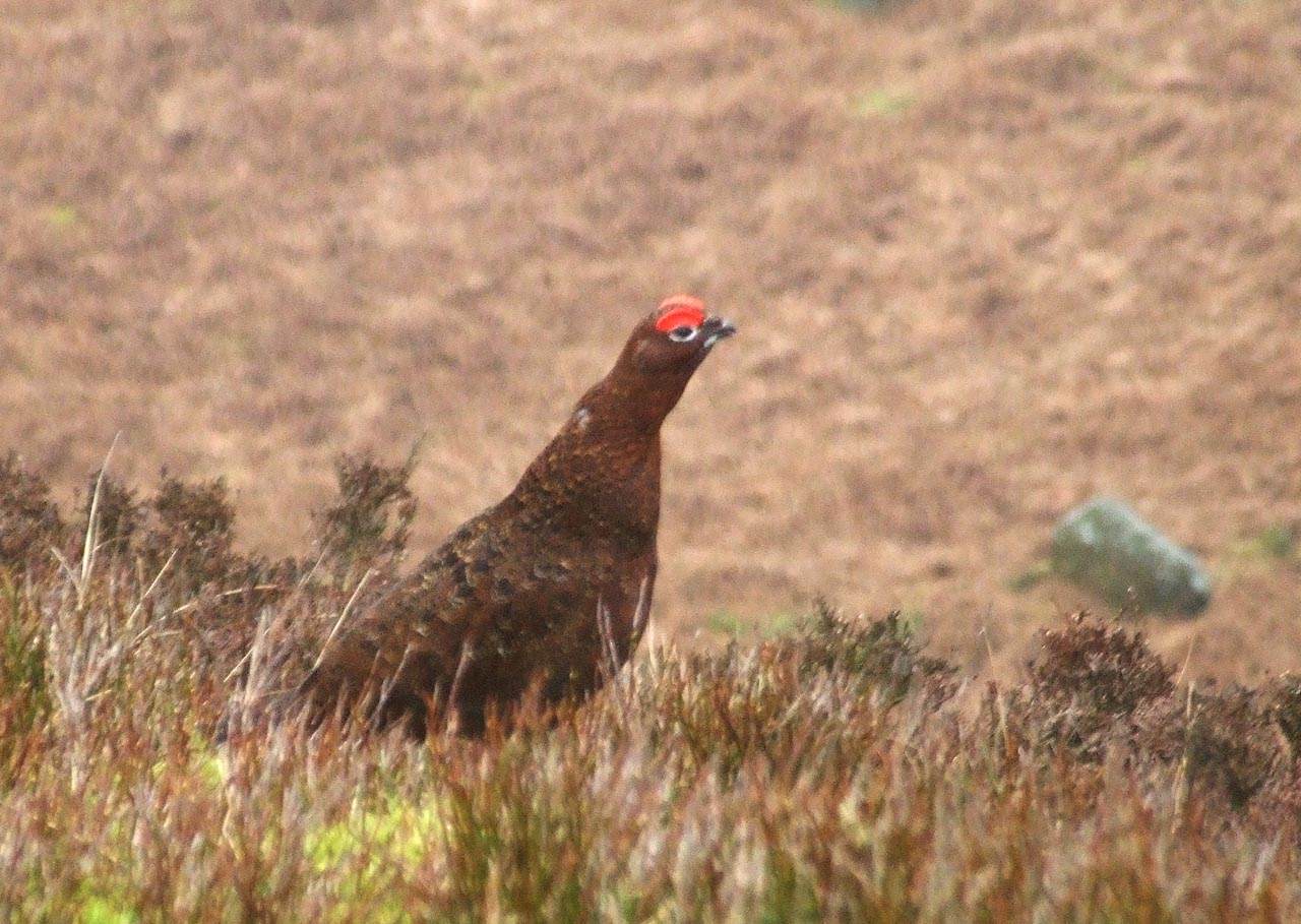 Forgotten Tracks: The Torside Terror!