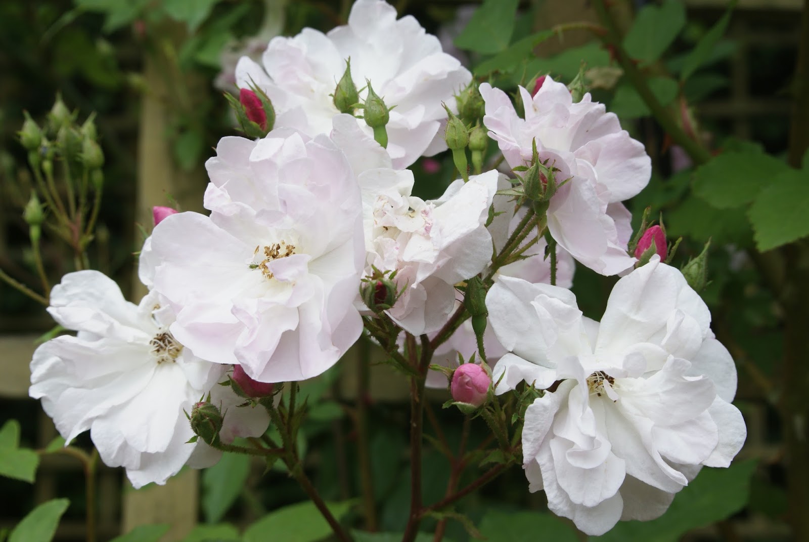 Readerbuzz: Iconic Paris*: Amazing Flowers