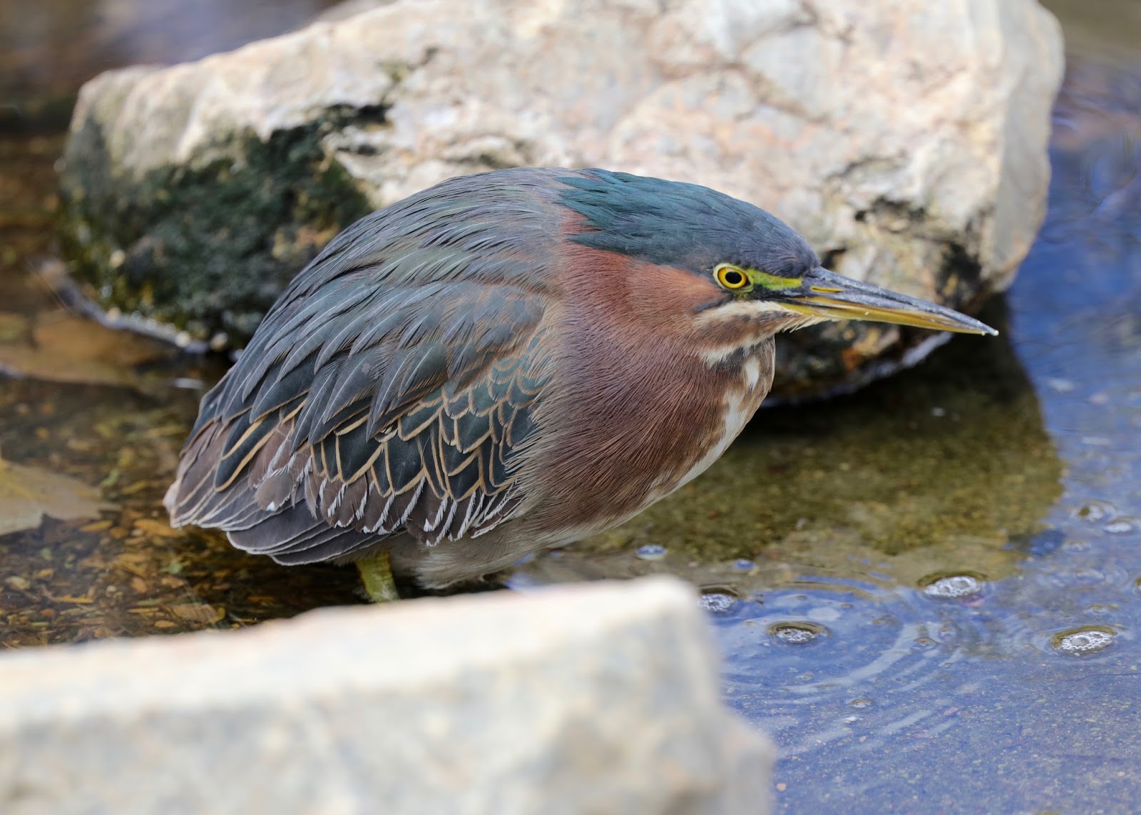 The Azure Gate: Best Wildlife Photos of 2016: Green Heron