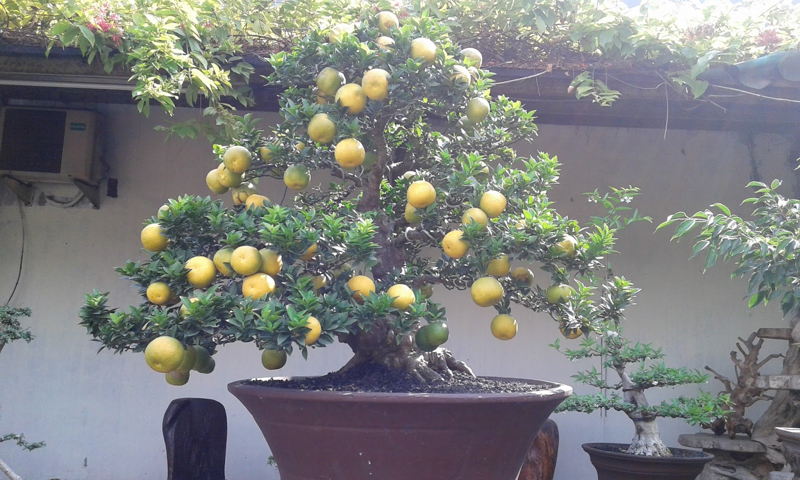 Online Shop (Bonsai): Jeruk Brazil