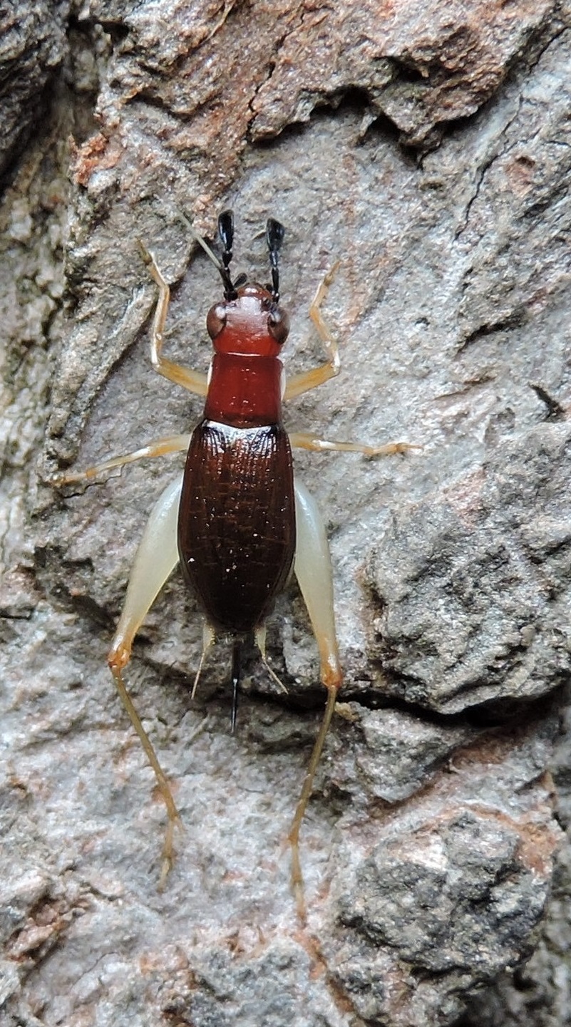 Capital Naturalist by Alonso Abugattas: Handsome Trig - Red-headed Bush ...