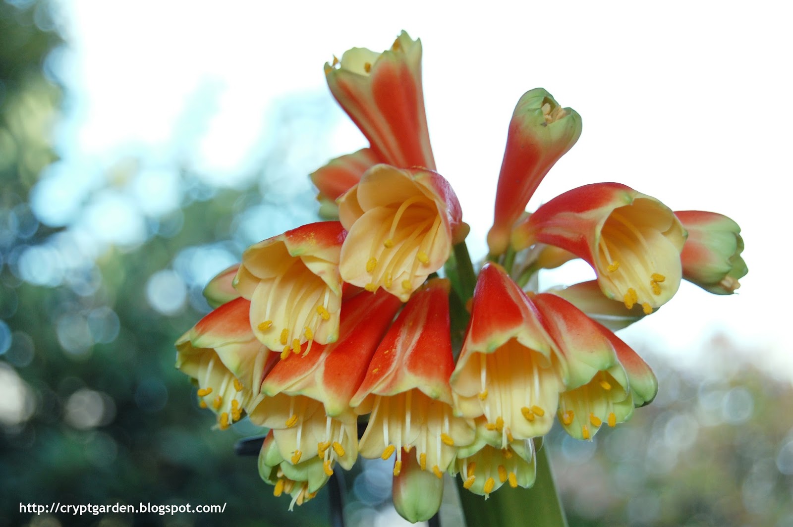 Clivia Breeding: Interspecific clivias